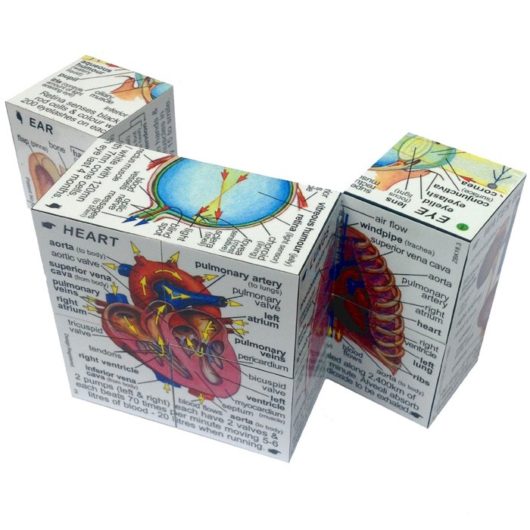 ZooBooKoo Human Body Cube Book