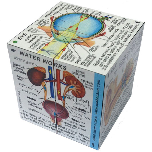ZooBooKoo Human Body Cube Book
