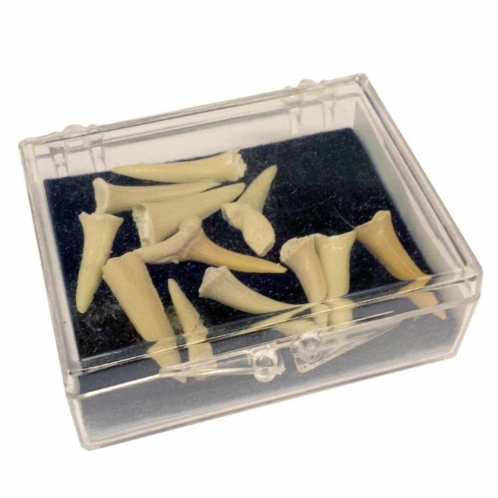 Fossil Shark Teeth Box - Fun Learning