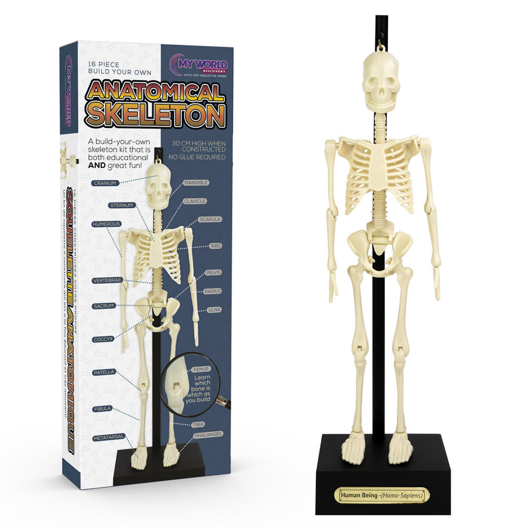 30cm Anatomical Skeleton - Fun Learning